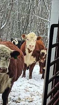 Moo Cows Are Back In The Barn! #WhittAcres #enjoynaturetoday #homesteadinglife