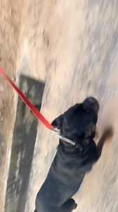 Running with my Rottweiler — discipline meets devotion. No aggression, no dominance language, fully guideline-friendly. #hov_studs #hausofvigiliorottweilers #hausofvigilio #vigiliorottweilers #rottie #newyear #influencers | Haus Of Vigilio Rottweilers