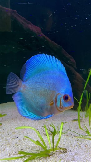 Discus Fish Collection #aquariumfish #fish #fishtank