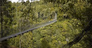 Timber Trail - Pureora Forest Park