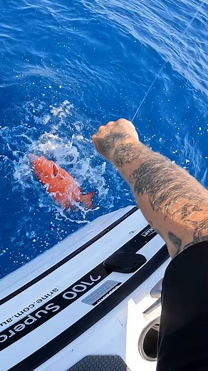 40K views · 657 reactions | Catch Cook Clean - Baby goats #catchandcook #food #foodie #foodblogger #fishing #cooking #yummy | Paul Roberts | Facebook