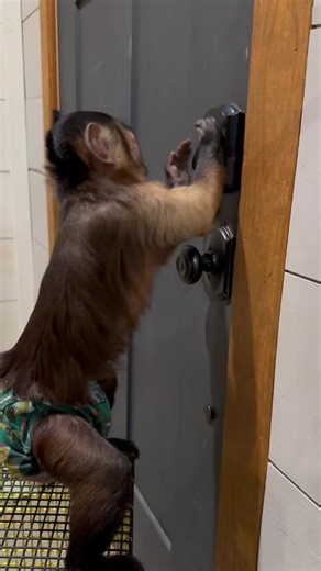 Obviously Bear likes to tinker. Did you also know that anytime hes in the main part of the house he opens/unlocks all the windows, checks to make sure we havent left any drawers or caninets unlocked & turns all the sinks on but doesn’t turn them off. He just likes to keep us on our toes🤣 | Our Life Adventures