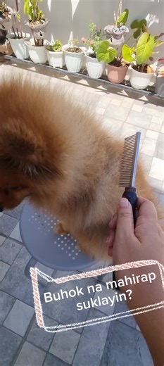 Buhok na mahirap suklayin? Try Papi Groom & Bloom Shampoo with Conditioner! @Psychie and Phyro @Papi Makes Me Happy #PAPIMAKESMEHAPPY #CapCut #PAPI #dogshampoo #pomeranian #pom #dogsoftiktok #dog #bathtime