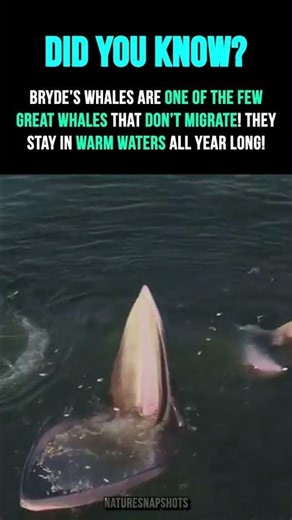 That's a mouthful 🐋 || #animals #nature #facts