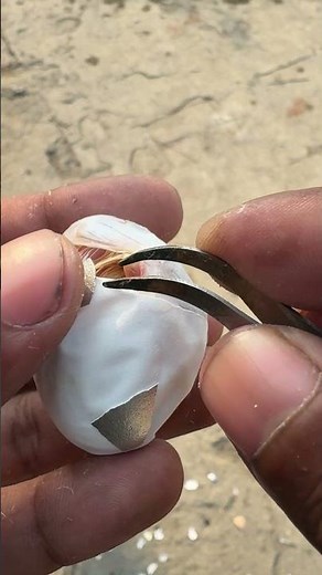 Shrinked egg shell - chick stuck saved now