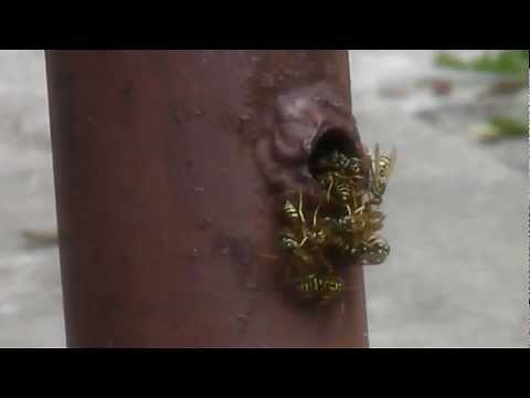 How To Safely Remove a Wasp Nest - INSTANT DEATH!