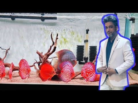Discus Breeding Setup full Details Video // How to setup discus fish breeding tank// Discus fish