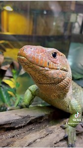 Pablo our Caiman lizard #dracaena #dracaenaguianensis #caimanlizard #pablo#nrz #nationalreptilezoo #reptile #reptiles #reptilelover #Reptilekeeper #lizard #lizardsofinstagram #reptileaddict #zookeeper | The National Reptile Zoo