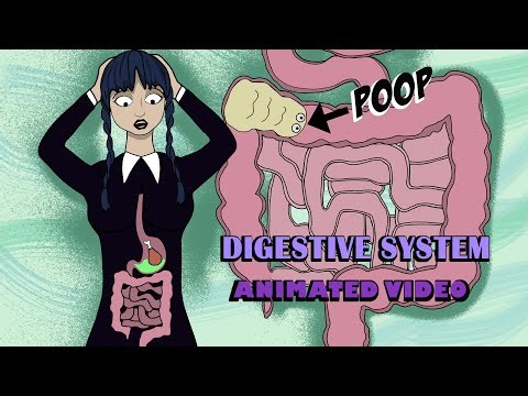 Wednesday's Digestive System | Poop Story | Digestion System Animated