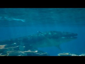 Prehistoric Planet [2022] - Young Male Mosasaurus hoffmanni Screen Time
