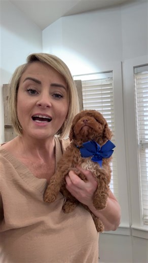 Darling Cavapoo boy! Blue collar boy, he’ll be 10-14lbs full grown, curl my coat, chocolate nose! #cavoodle #taylormadepuppies #cavapoopuppy #doodletales #doodletails dogsofinstagramofficial