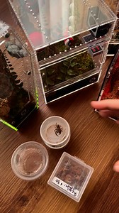 Rehousing 4 jumping spiders #jumpingspider | Tarantula Kat