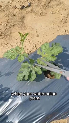 Watermelon pruning creatorsearchinsights baking pruning tip gardentips UrbanGardening bakingsoda ecofriendly PlantCare farming watermelon GardeningHacks GreenThumb fyp #agriculture Farmer Dean | Farmer Dean