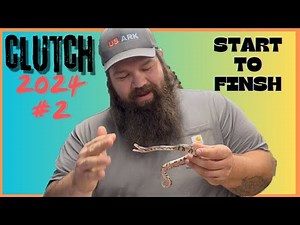 ball python clutch #2 eggs laid, eggs cutting, clutch review Start to Finish