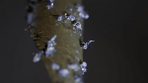 Close-up Flies Stuck On Sticky Fly: vídeo stock (100% livre de direitos) 3739597973 | Shutterstock