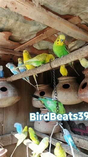 Smart Budgies Chirping 🐦💚 | Cute & Happy Parakeets #Shorts #budgies #ytshorts