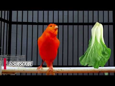 SUARA burung KENARI gacor UNTUK MASTERAN BURUNG LAIN || SUPER GACAOR