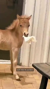 65K views · 2.5K reactions | This is your bestie殺 #HappyHorse #FarmHorse #FarmLife | Raymond Powers | Facebook