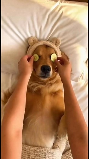 5.7K views · 156 reactions | They should make face masks in dog sizes Still looks good anyway . . . #goldenretrieverpuppy #GoldenMoments #goldenretriever #spa #cute #funny #doglover #viralreelsシ | Cortolabs | Facebook
