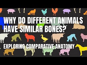 Comparative Anatomy: Reading the Evidence for Common Ancestry | Middle School Science
