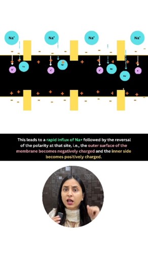 Biology at Ease Shorts on Instagram: "Why are Neurons called Excitable cells? | NCERT Important Lines #neet #réel #reel #reeloftheday #reelsindia #student #instareels #instagram #instagood #reelsviral #biology #class11 #trending #trendingnow #trendingreels #fyp #revision #ɪɴsᴛᴀᴅᴀɪʟʏ"