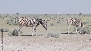 Hartmann’s mountain zebra in Etosha National Park in Namibia. 4K ProRes V Log, Rec.709