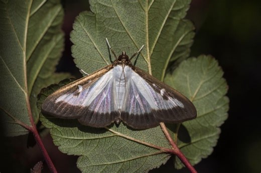Invasive moth spreads to new state: Where else has it been detected?