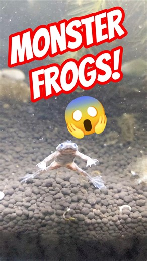African Dwarf Frogs Do NOT Get HUGE🐸