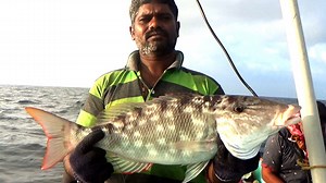 Catching Cobia & Diamond trevally, Snapper fish in Deep sea | Kadal Raasa Fishing