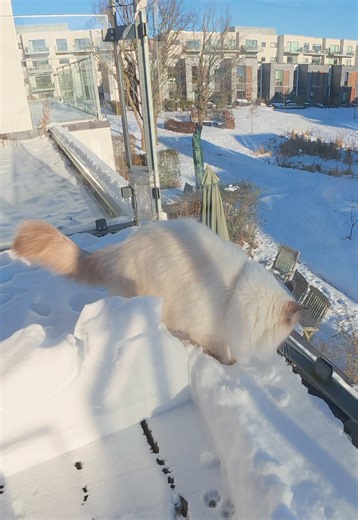 Shiny hair ☀️❄️#ragdoll #denmark #cat #hair #winter