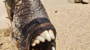 "You can't park there! ": Bali tourist slammed for selfie