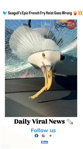 Daily Viral News 🗞️ on Instagram: "When a Seagull Crashes for a Fry 😱🚗 Watch this fearless seagull take its love for French fries to the next level, smashing through a car windshield in a hilarious food chase! 🐦🍟 . . Follow @daily_viral_news_ fir more amazing video 💥 . . . #SeagullMadness #FrenchFryHeist #ViralVibes #WildlifeComedy #CarCrashHumor #NatureUnleashed #ReelsOfTheDay #InstaTrend #FBViral #EpicFail #DailyViralNews #TrendAlert #FunnyReels #WildlifeMoments #ViralVideo2025 #ViralSen