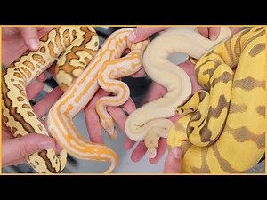 2020 Ball Python Combo Highlights - Update Video!