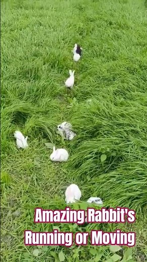 Amazing Rabbit's Running or Moving in the field#shortvideo #beautifulanimals #youtuveshorts#wildlife