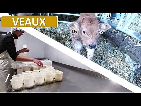 Lundi chargé : traite, fromagerie, marché et naissance des veaux