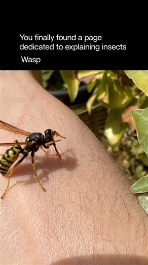 Explaining Insects 🦋 on Instagram: "The wasp is a fierce and highly adaptable insect, known for its sharp instincts and powerful defensive capabilities. There are thousands of species of wasps, ranging from solitary hunters to complex social colony builders. Wasps play a crucial role in nature: many act as predators that control pest populations, while others help pollinate plants as they feed on nectar. Their slender bodies, narrow waists, and strong wings make them agile in flight, and their 