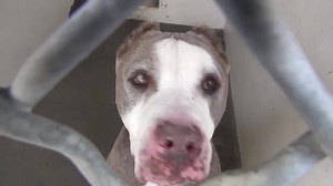 16K views · 497 reactions | RESCUED - moved to SAFE Album 10/27...