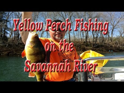 Perch fishing on the Savannah River - how to catch yellow perch