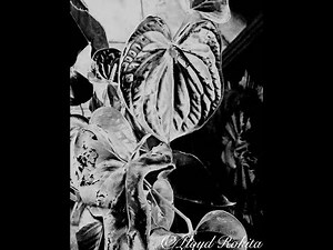 EFFET SABATIER - SOLARISATION PHOTO - MAN RAY EFFECT - SOLARIZED PHOTOGRAPHY