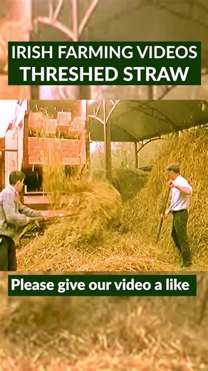 Using Corn Straw for Animal Bedding in Traditional Farming