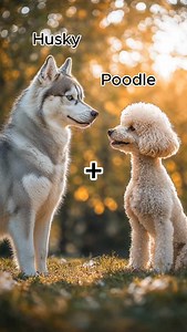 Craziest Dog Hybrids. #goldenretriever #pets #poodle | Middle Pets | Facebook