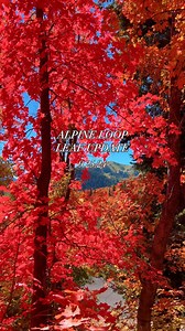69K views · 257 reactions | ALPINE LOOP UPDATE 9/25/24: Provo Canyon has amazing color right now! This weekend is perfect for a fall drive or hike!  Remember to drive safe the roads can be steep and narrow. #alpineloop #fall #provo #provocanyon #utah | Explore Utah Valley | Facebook