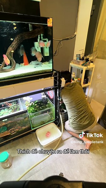 Cách thiết lập hồ cá mini phần 1