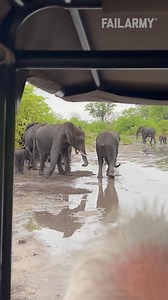 24K views · 140 reactions | Funniest Animals Caught on Camera ‍⬛ | FailArmy | Facebook