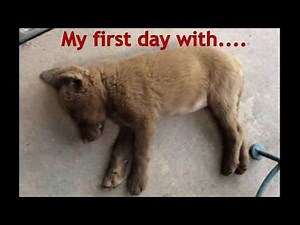 Chesapeake Bay Retriever Puppy Day 1 - EP 07