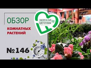 New arrivals for 2025, first look, unboxing, orchids, variegated, seasonal. Delivery overview 146