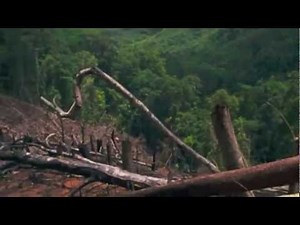 Logging in the Amazon Rainforest
