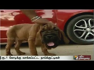Bengaluru Industrialist buys a pair or rare puppies from China at a cost of rupees one crore