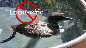 8.3K views · 93 reactions | It's loon season here on the Gulf Coast!...