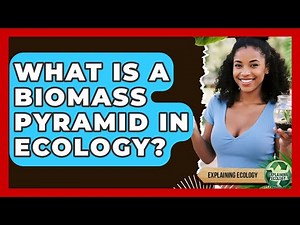 What Is A Biomass Pyramid In Ecology? - Explaining Ecology
